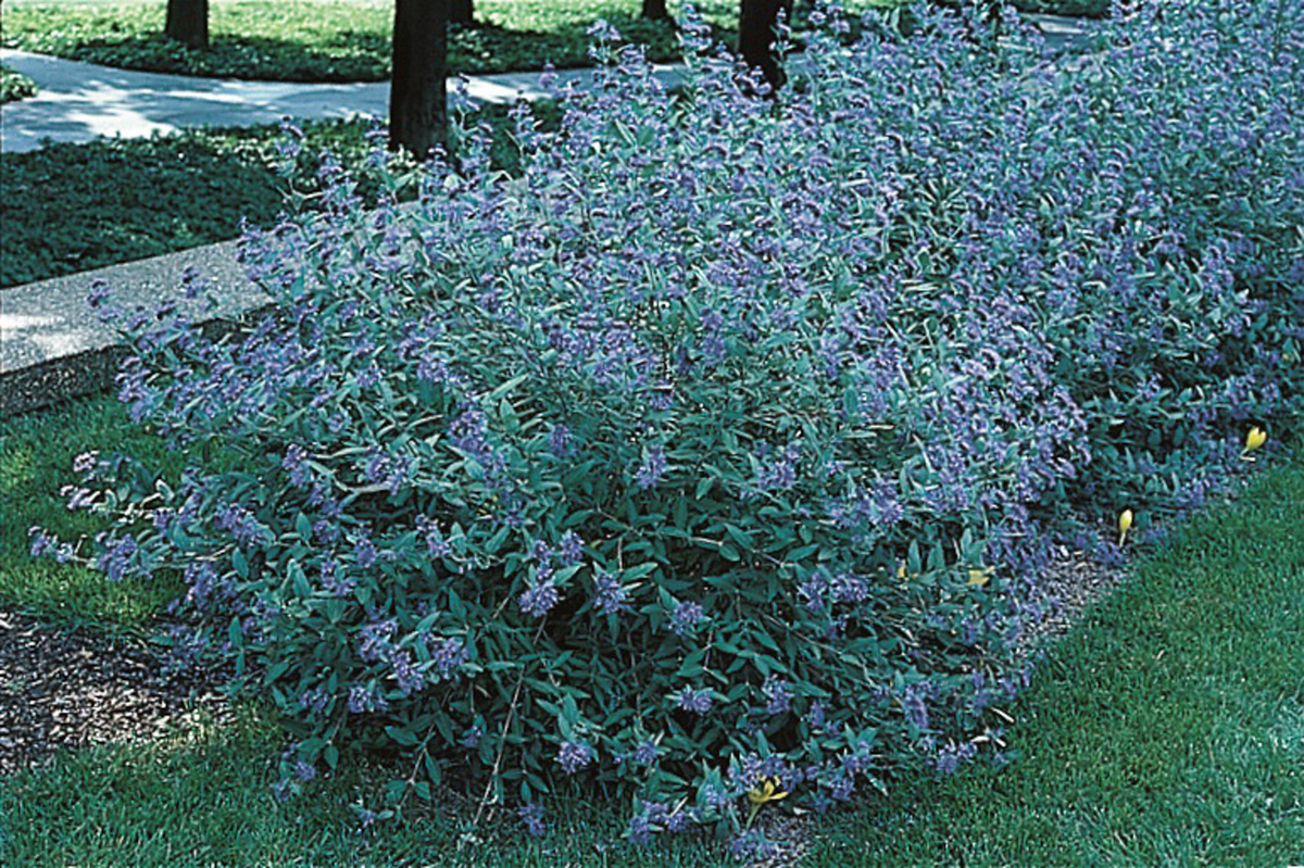 Caryopteris x clandonensis ‘Blue Mist’ – Hortech Inc.