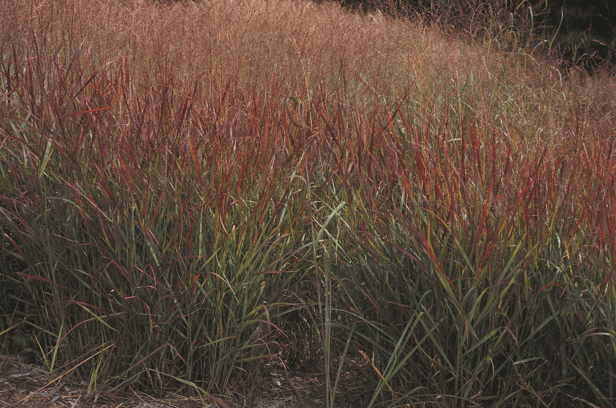 Panicum virgatum ‘Shenandoah’ – Hortech Inc.