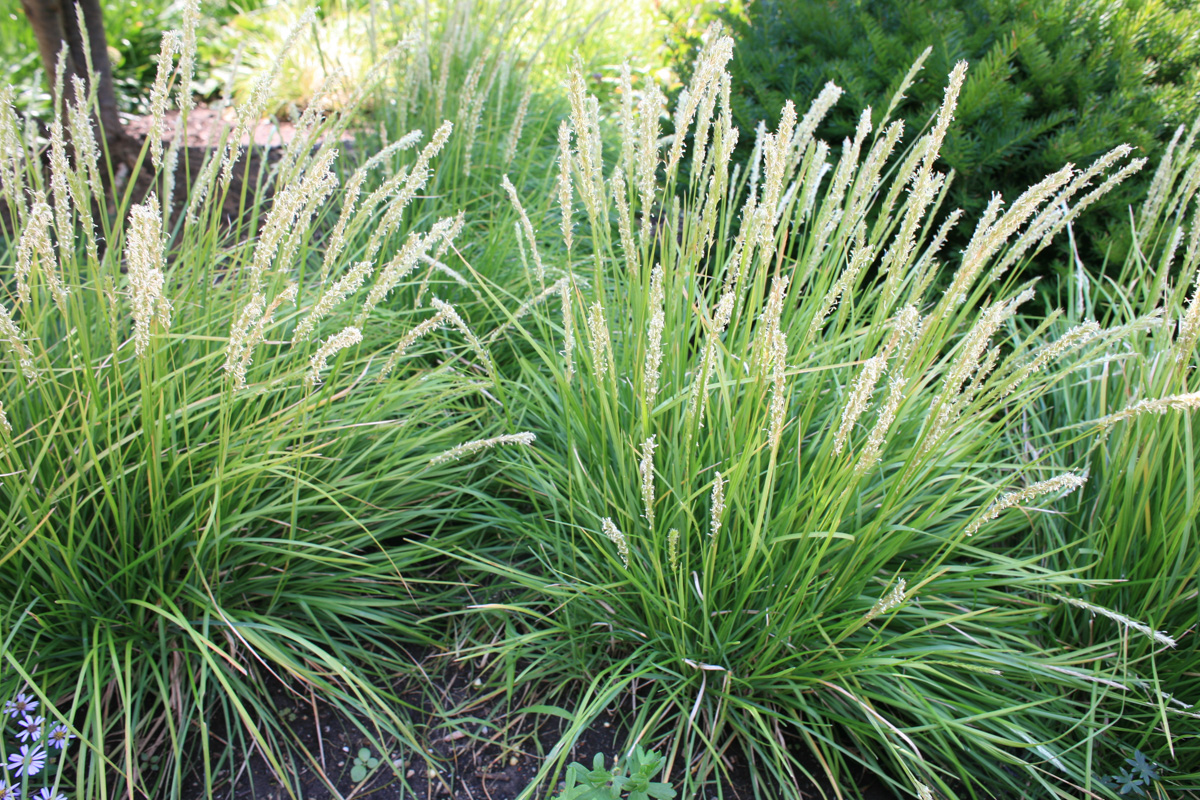 Sesleria autumnalis – Hortech Inc.