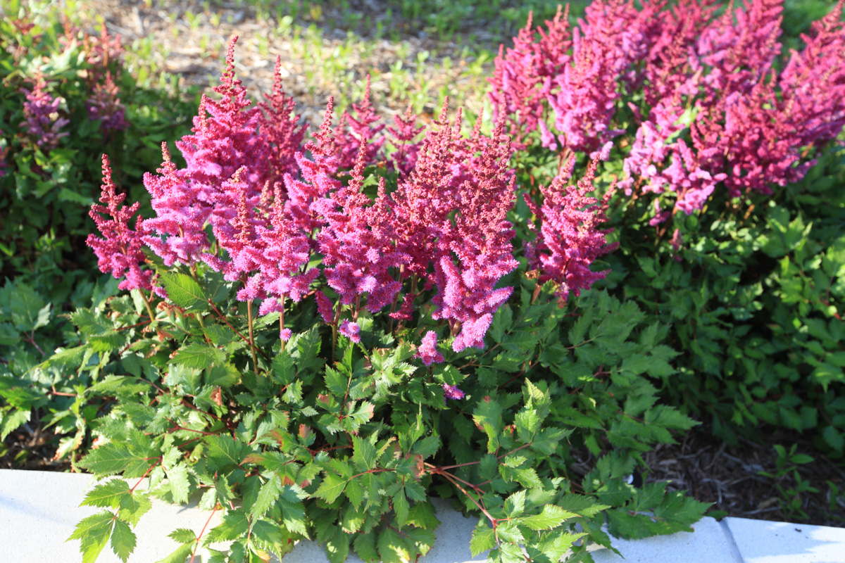 Astilbe chinensis ‘Vision in Red’ PP11,965 – Hortech Inc.