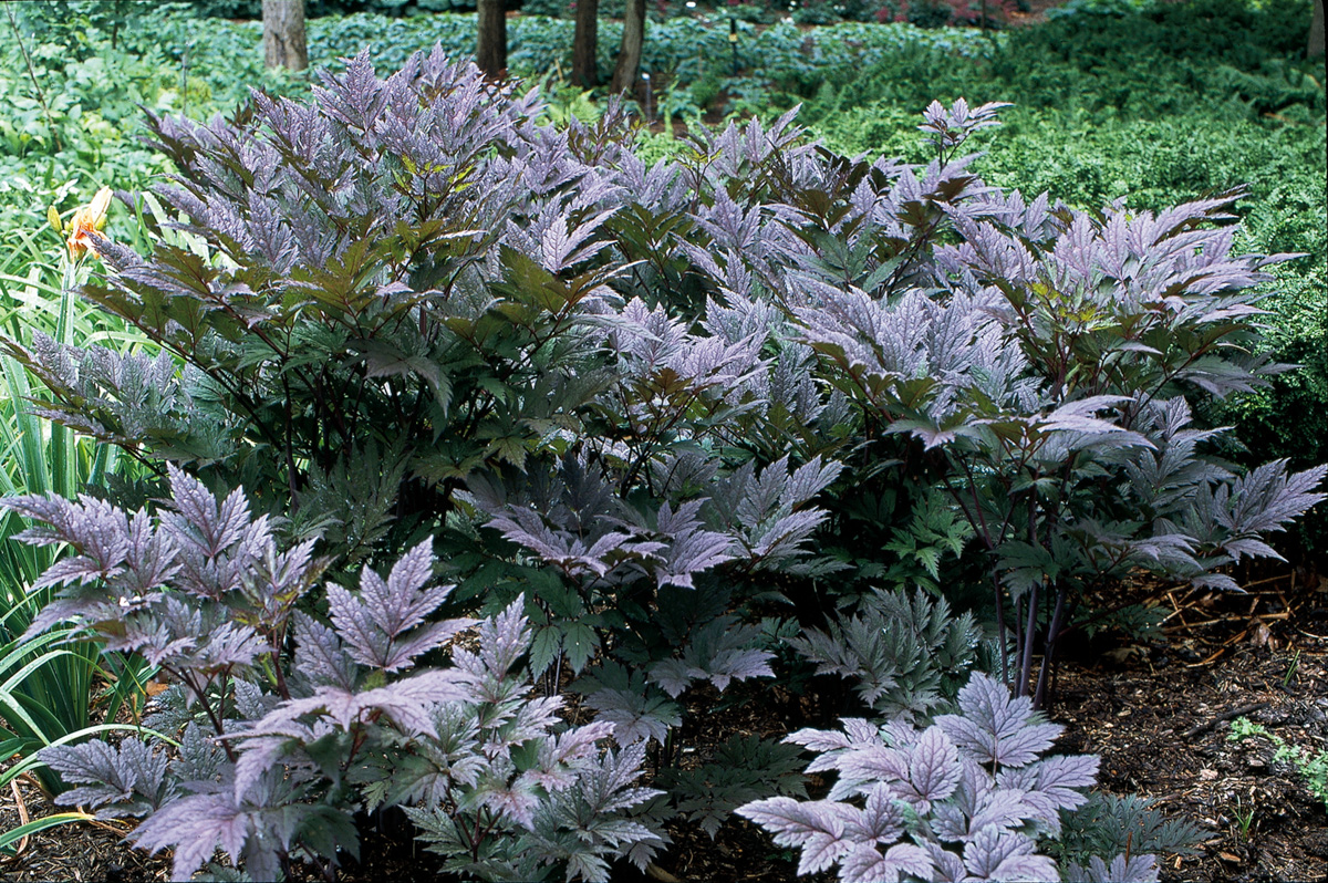 Cimicifuga ramosa `Pink Spike’ – Hortech Inc.