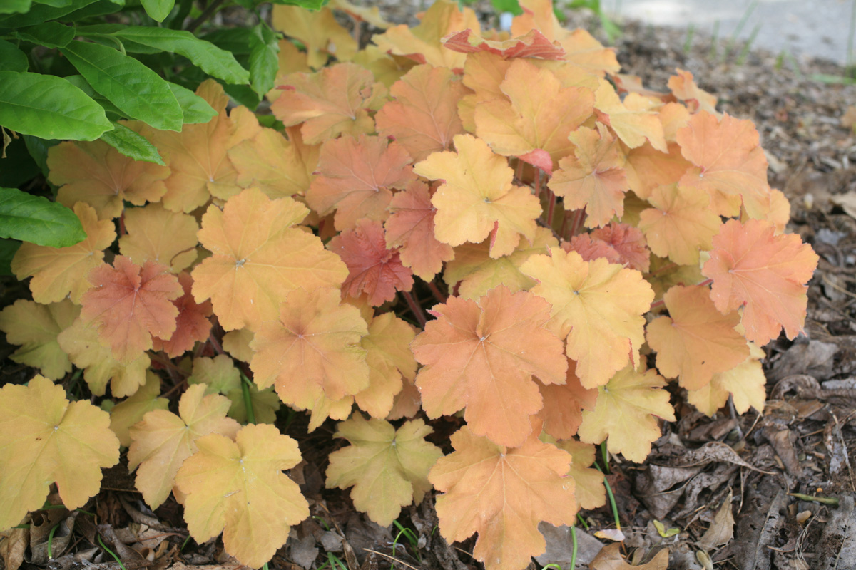 Heuchera `Caramel’ PP16,560 – Hortech Inc.