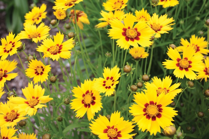 Coreopsis grandiflora ‘Heliot’ – Hortech Inc.