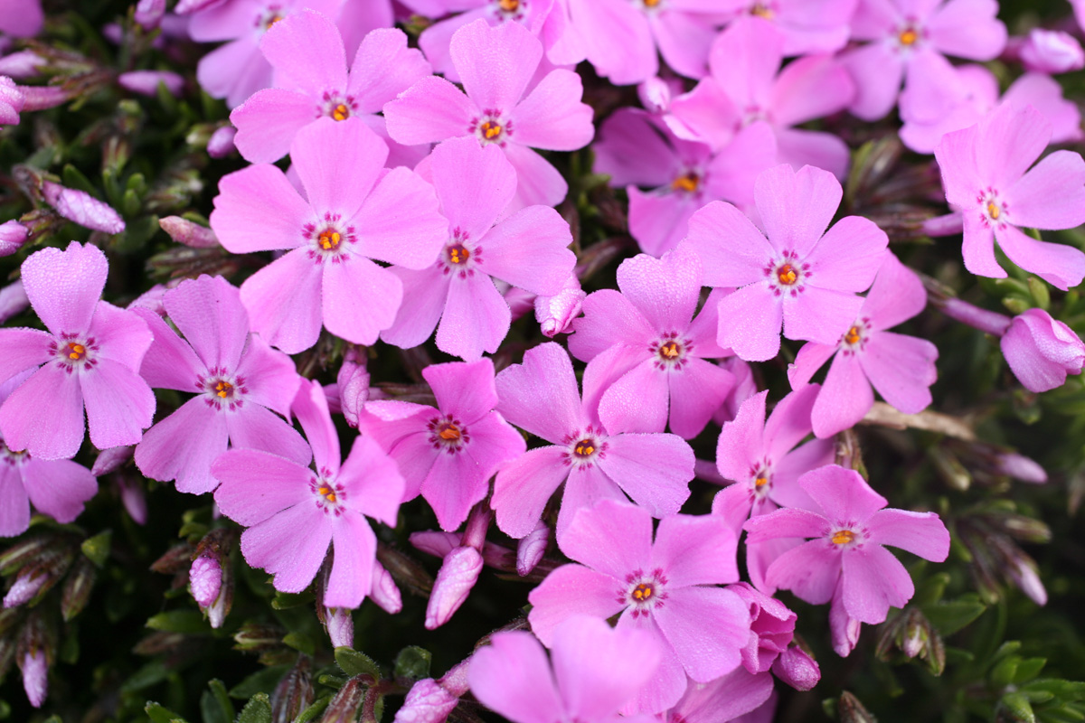 Phlox subulata ‘Emerald Pink’ – Hortech Inc.