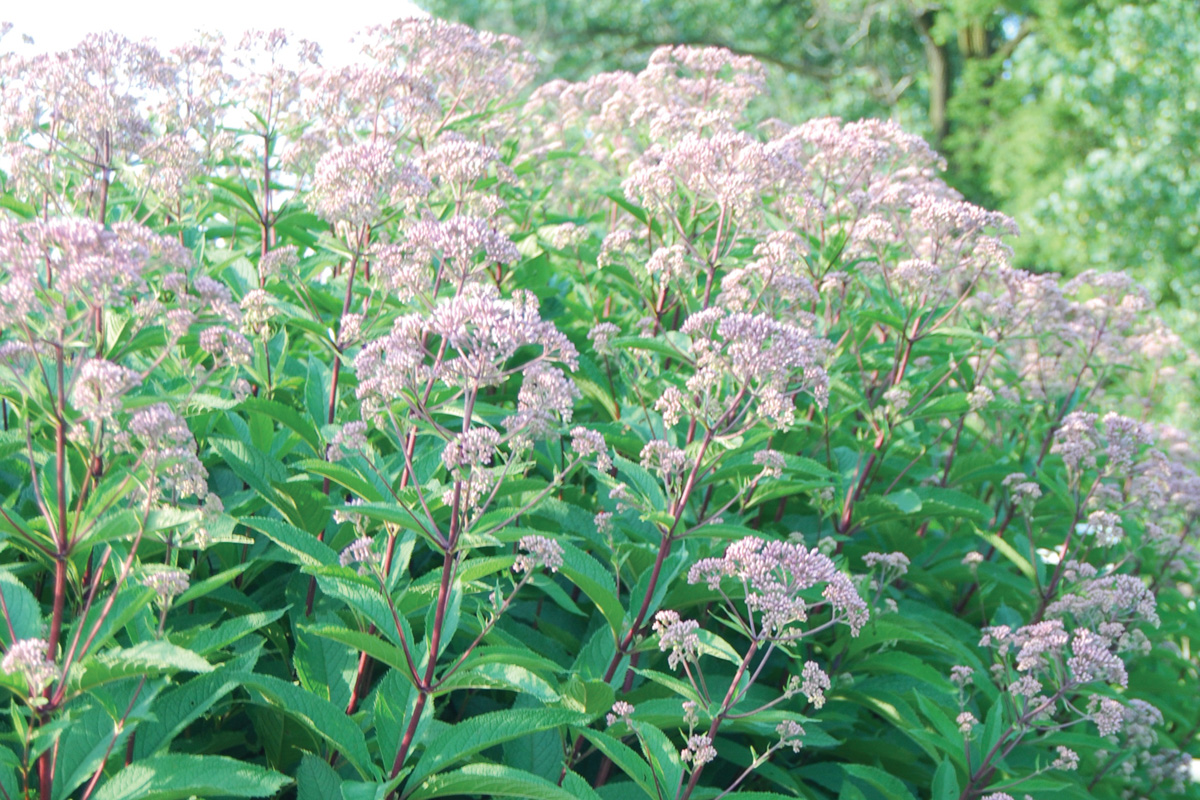 Eupatorium ‘Phantom’ PP18,354 – Hortech Inc.