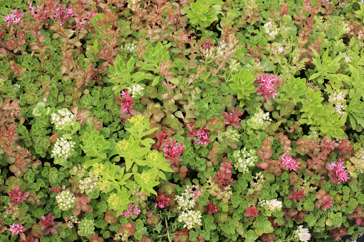 Sedum Sod Classic Mix™ – Hortech Inc.