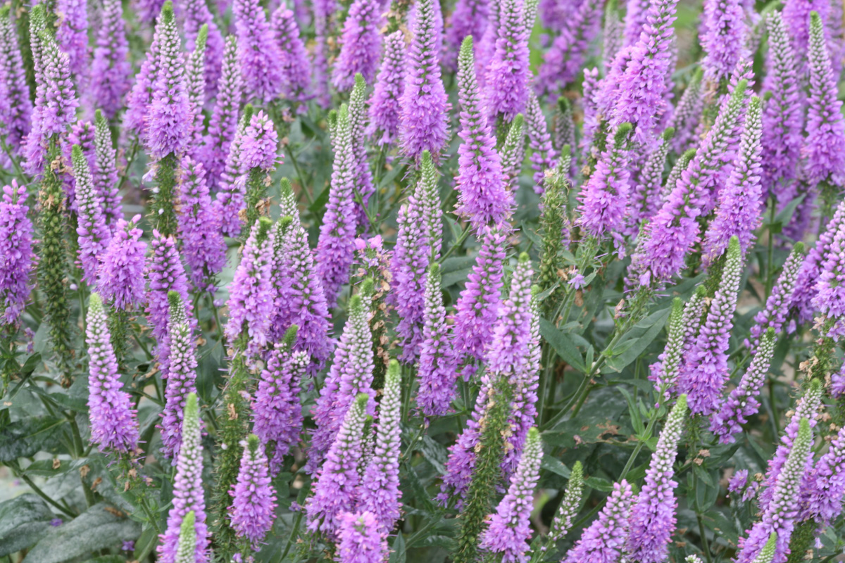 Veronica ‘Purpleicious’ PP17,639 – Hortech Inc.