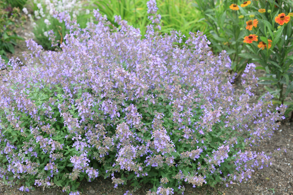 Nepeta x faassenii Junior Walker™ PP23,074 – Hortech Inc.