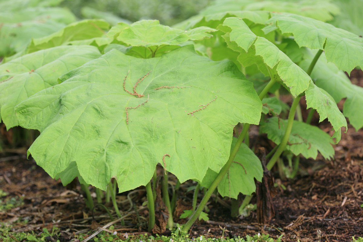 Astilboides tabularis – Hortech Inc.