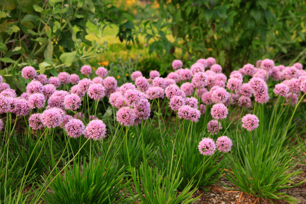 Allium senescens Mini Milli® (`Nonillim’) – Hortech Inc.
