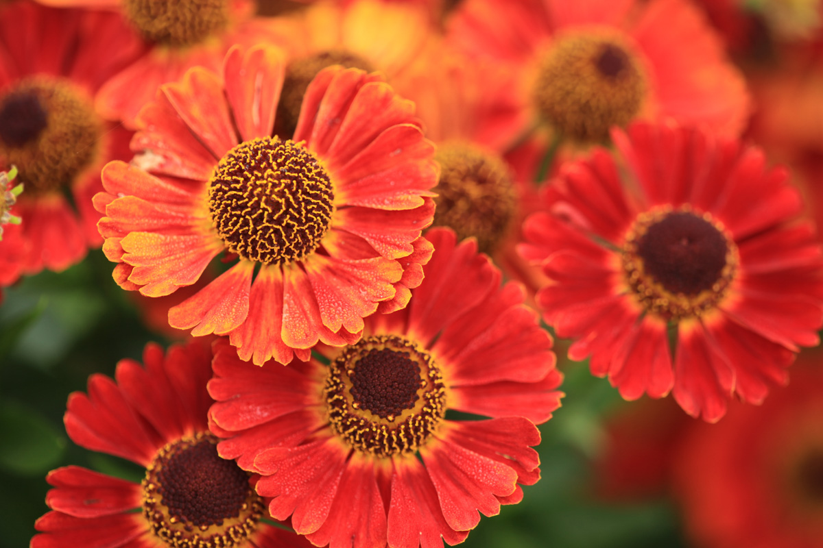 Helenium autumnale Mariachi™ ‘Salsa’ PP25,978 – Hortech Inc.
