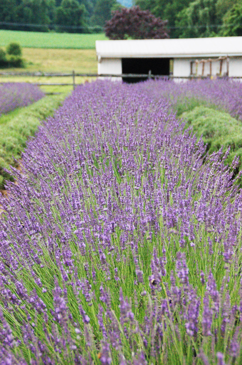 Lavandula x intermedia ‘Phenomenal’ PP24,193 – Hortech Inc.