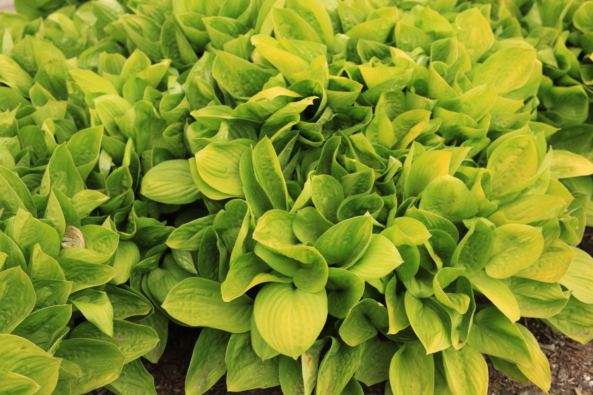 Perennials & Ground Covers – Page 52 – Hortech Inc.