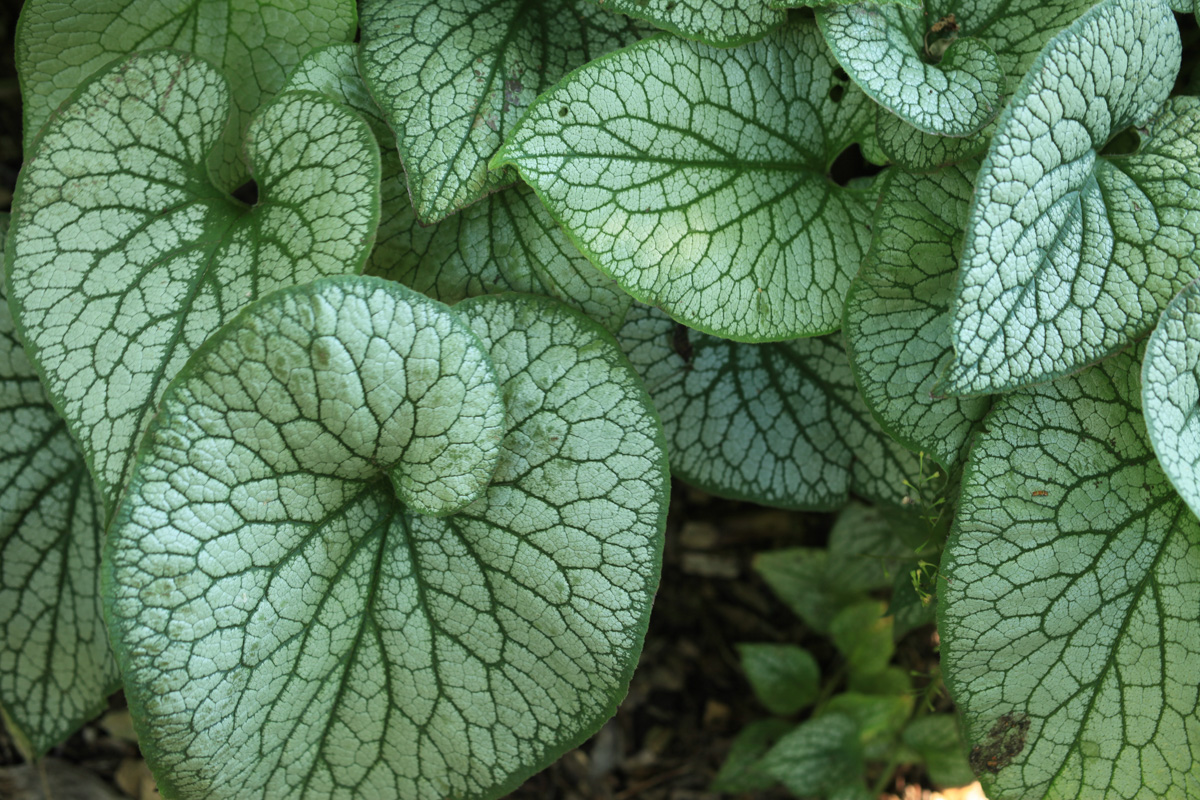 Brunnera macrophylla ‘Sterling Silver’ PP31,280 – Hortech Inc.