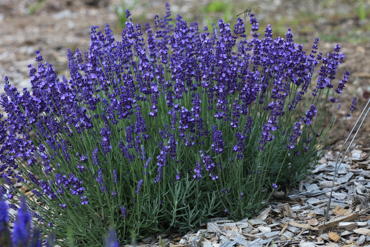 Lavandula angustifolia `Big Time Blue’ PP24,827 – Hortech Inc.