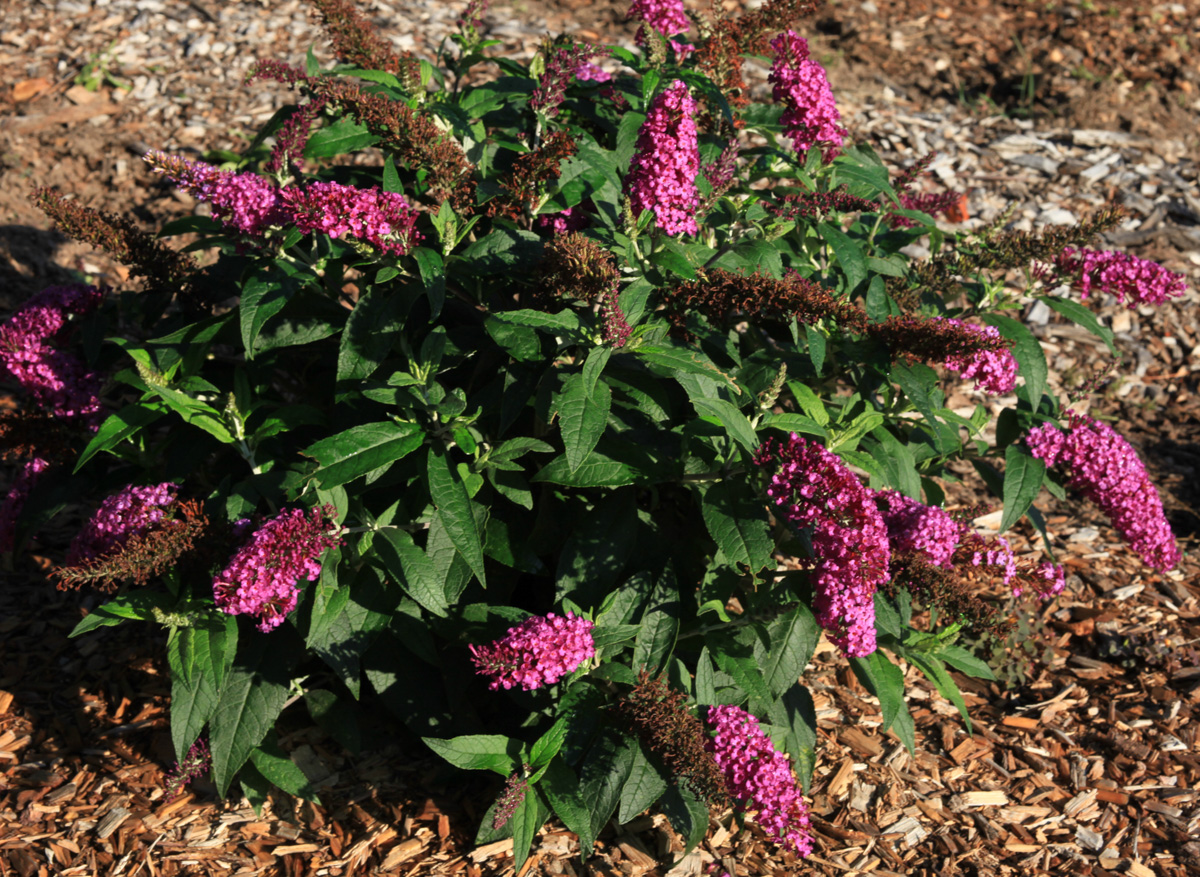 Buddleia Mini Marvel® Raspberry Purple (`Nonyrr’) – Hortech Inc.