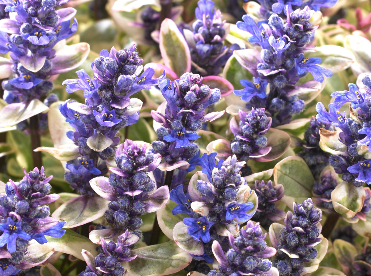 Ajuga tenorii Princess Nadia PP31,028 – Hortech Inc.