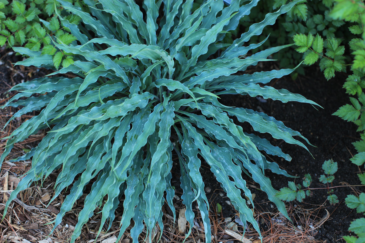 Hosta `Silly String’ PP32,127 – Hortech Inc.