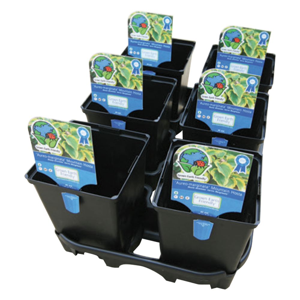 Bouteloua gracilis `Blonde Ambition’ PP22,049 – Hortech Inc.