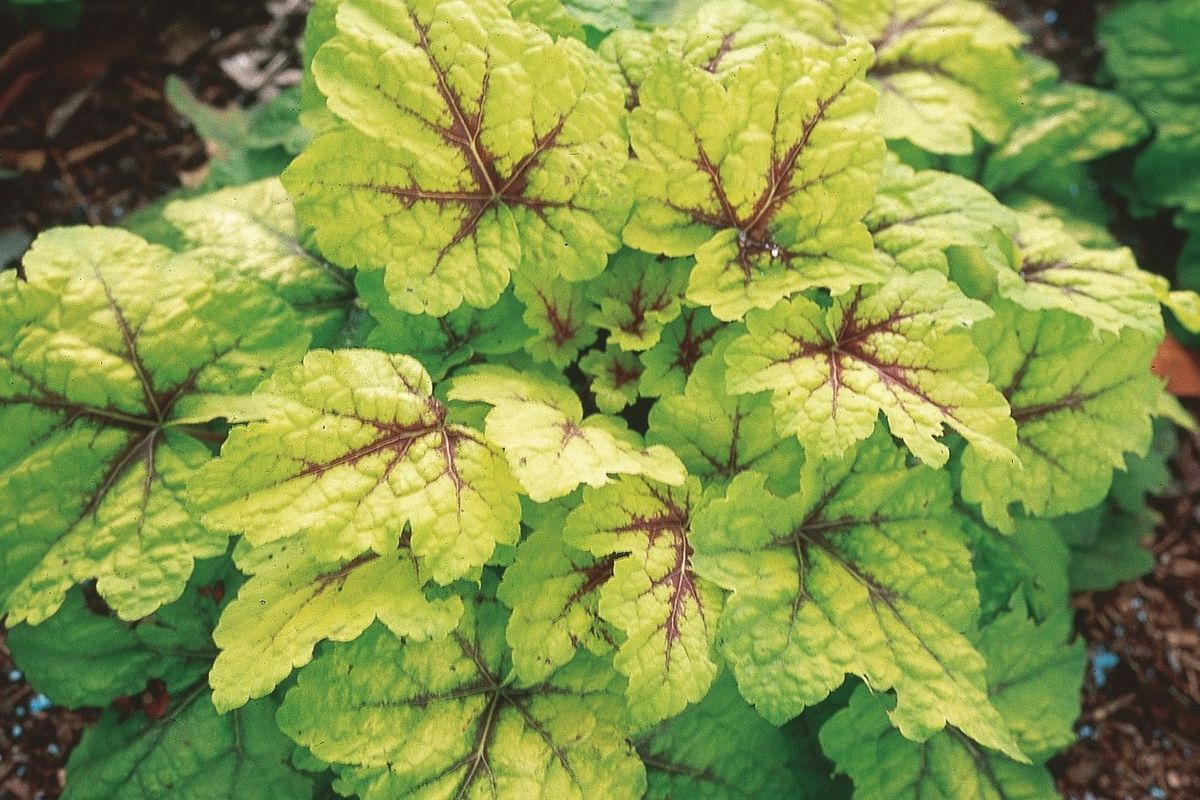 Heucherella ‘Stoplight’ PP16,835 – Hortech Inc.
