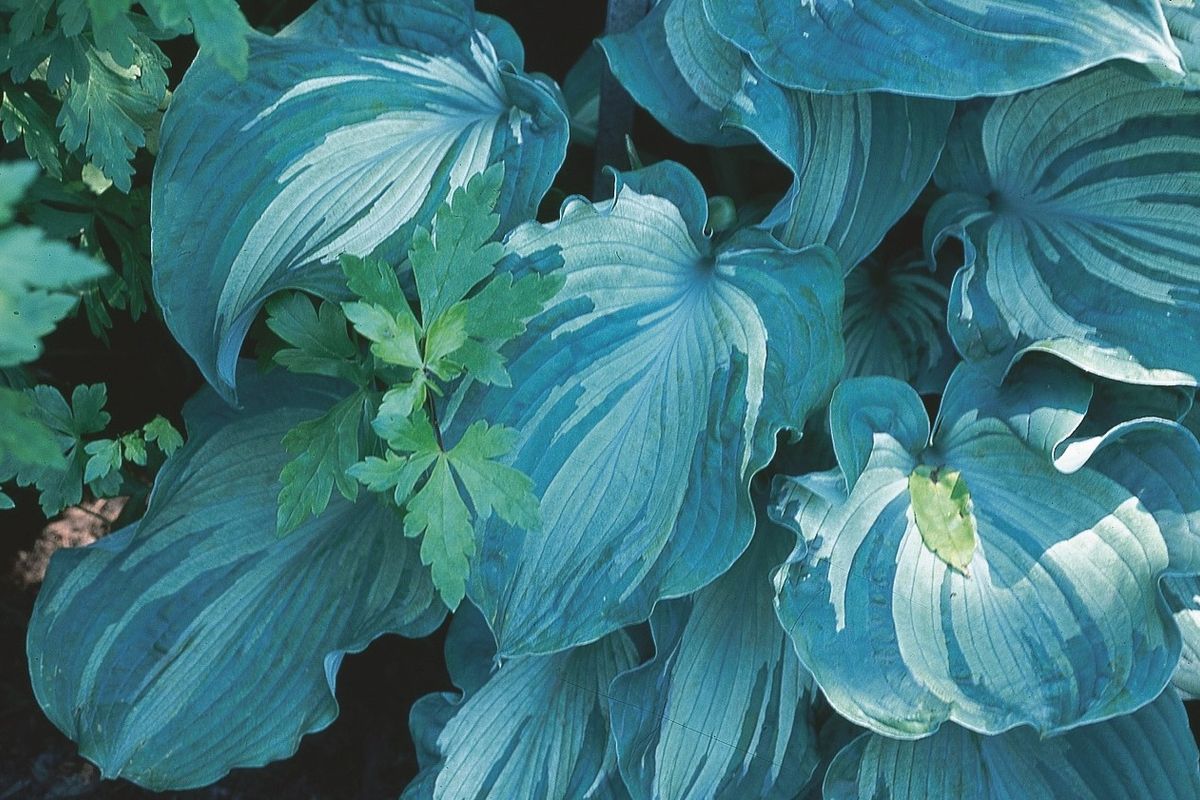 Hosta `Guardian Angel’ – Hortech Inc.