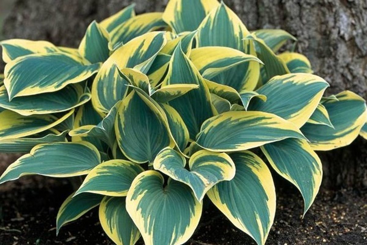 Hosta `First Frost’ – Hortech Inc.
