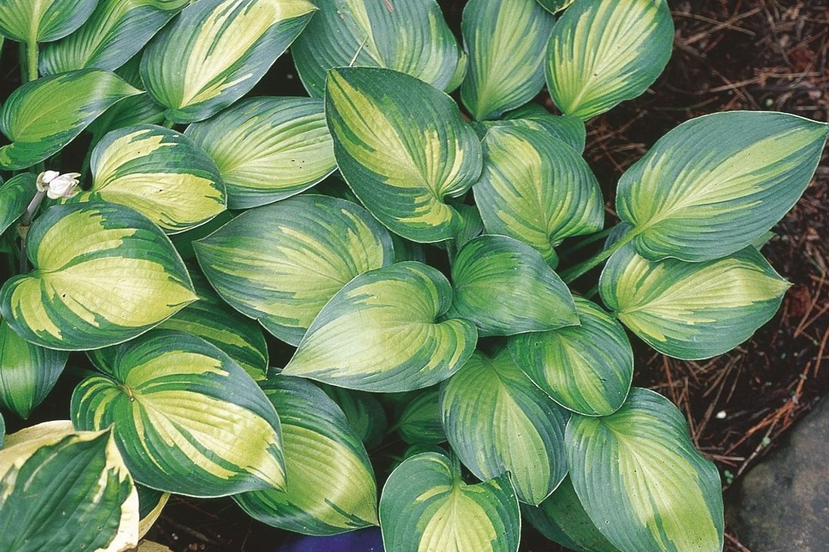 Hosta ‘June’ – Hortech Inc.