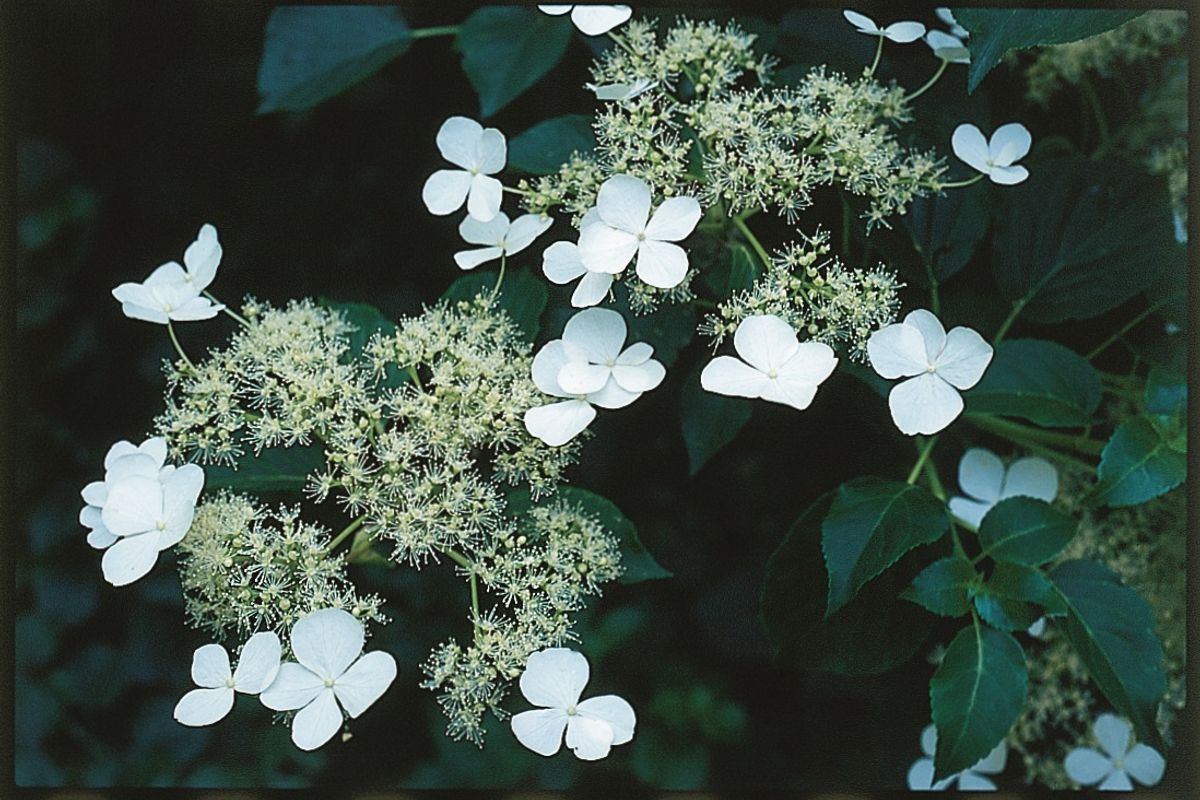 Hydrangea anomala ssp. petiolaris – Hortech Inc.