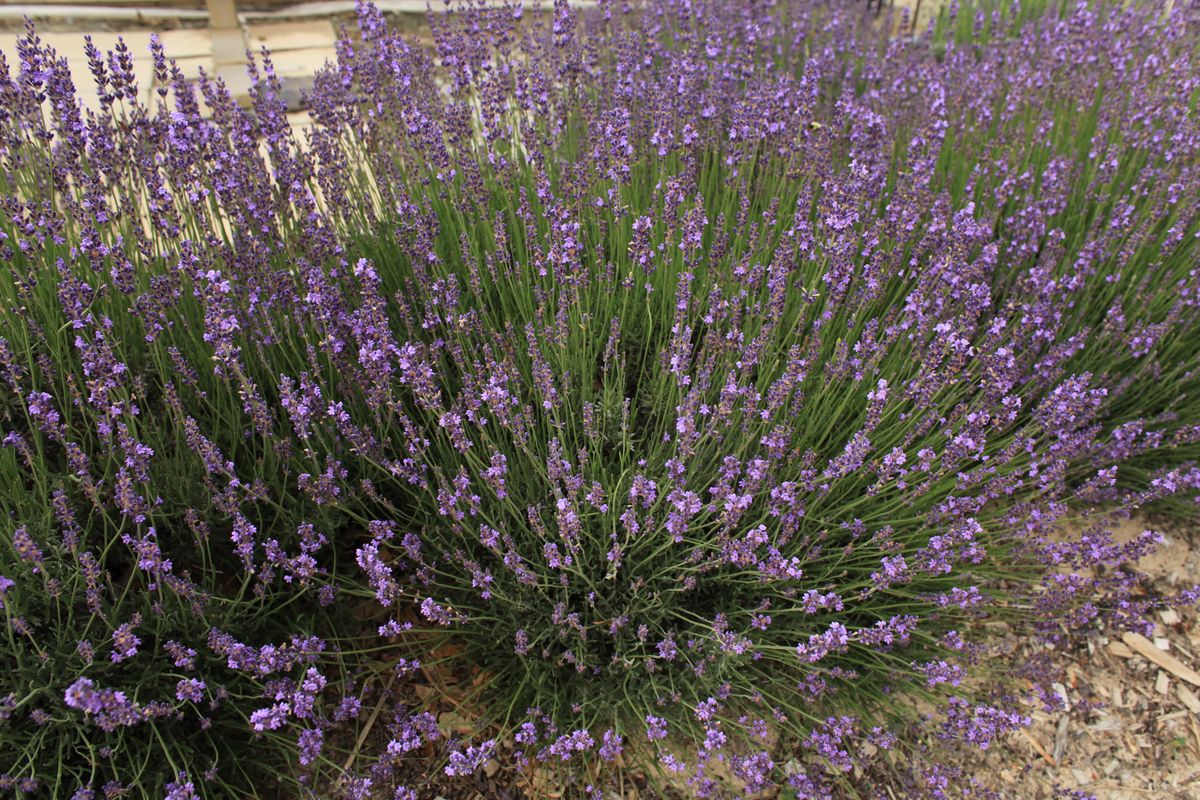 Lavandula angustifolia ‘Baby Blue’ – Hortech Inc.