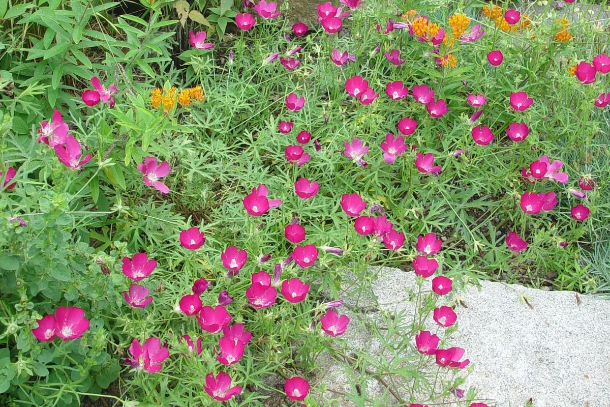 Callirhoe involucrata – Hortech Inc.