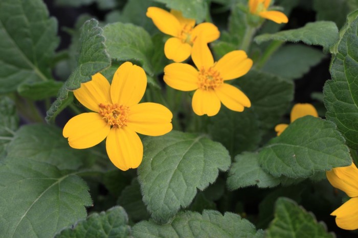 Chrysogonum virginianum var. australe – Hortech Inc.