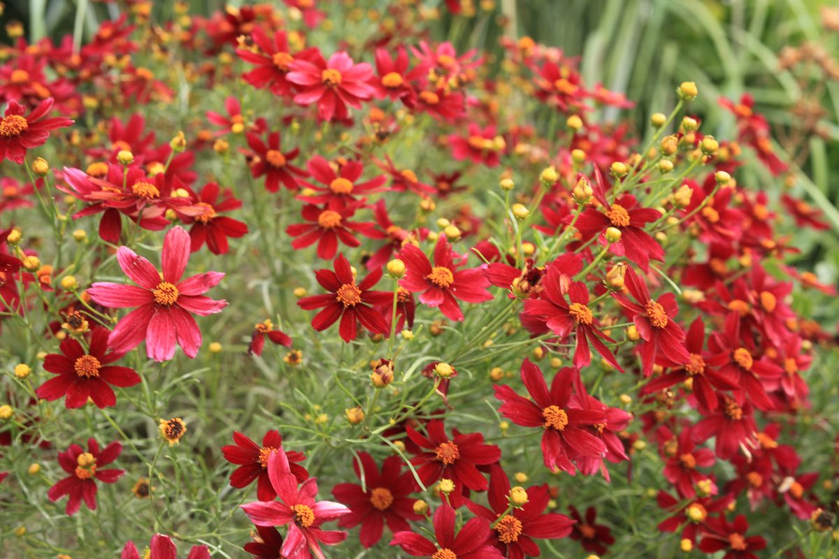 Coreopsis ‘Red Satin’ PP25,736 – Hortech Inc.