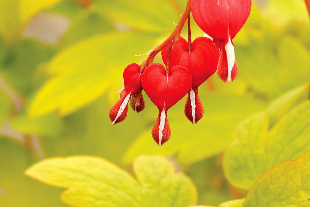 Dicentra spectabilis `Ruby Gold’ PPAF – Hortech Inc.