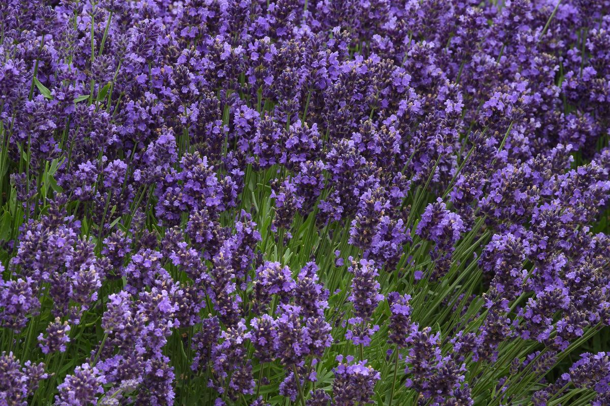 Lavandula angustifolia ‘SuperBlue’ PP24,929 – Hortech Inc.
