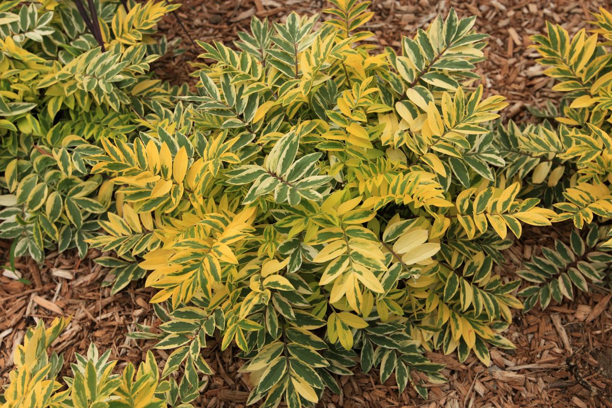 Polemonium pulcherrima ‘Golden Feathers’ PP35,067 – Hortech Inc.