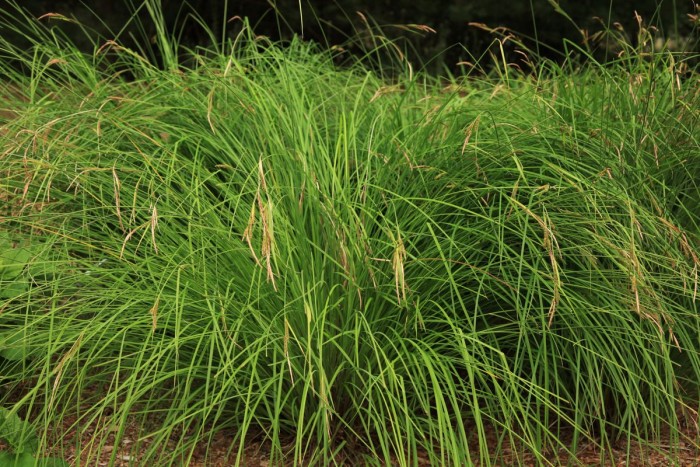 Carex stricta – Hortech Inc.