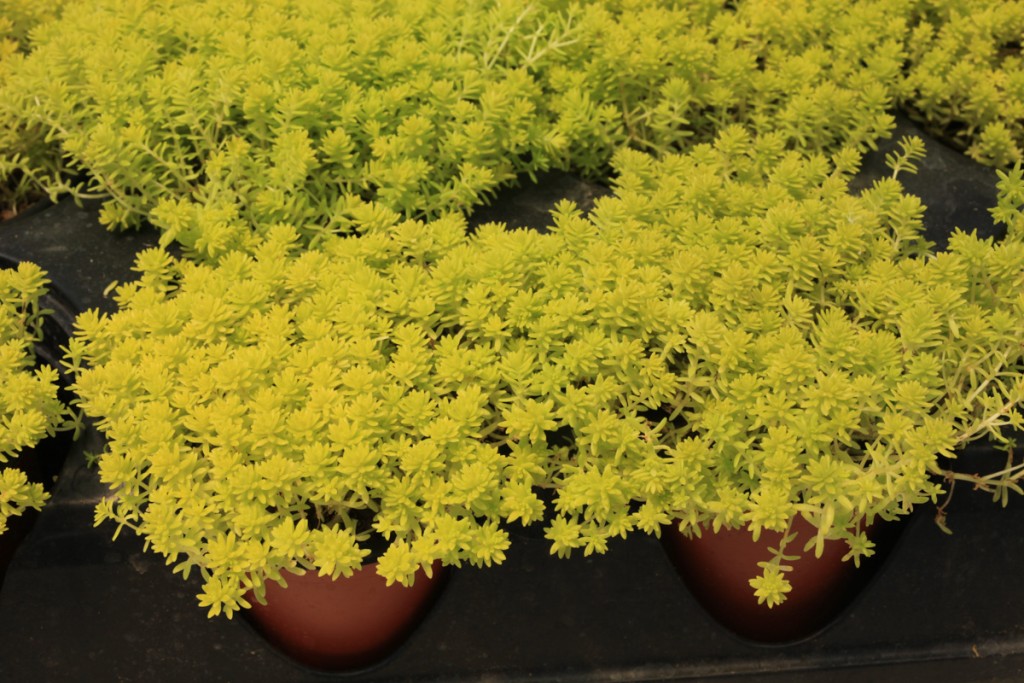 Sedum japonicum ‘Tokyo Sun’ – Hortech Inc.