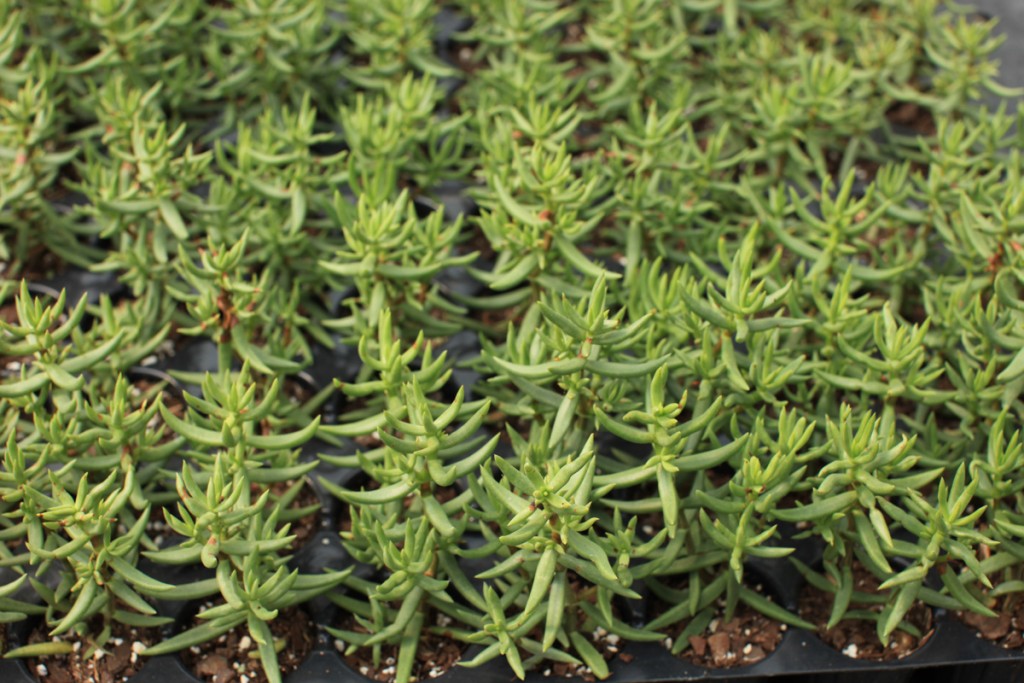 Crassula ‘Mini Pine Tree’ – Hortech Inc.