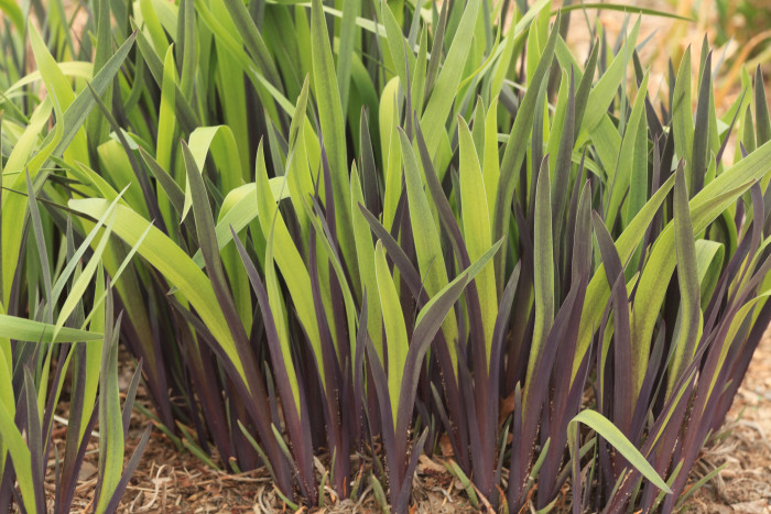 Iris versicolor ‘Purple Flame’ – Hortech Inc.