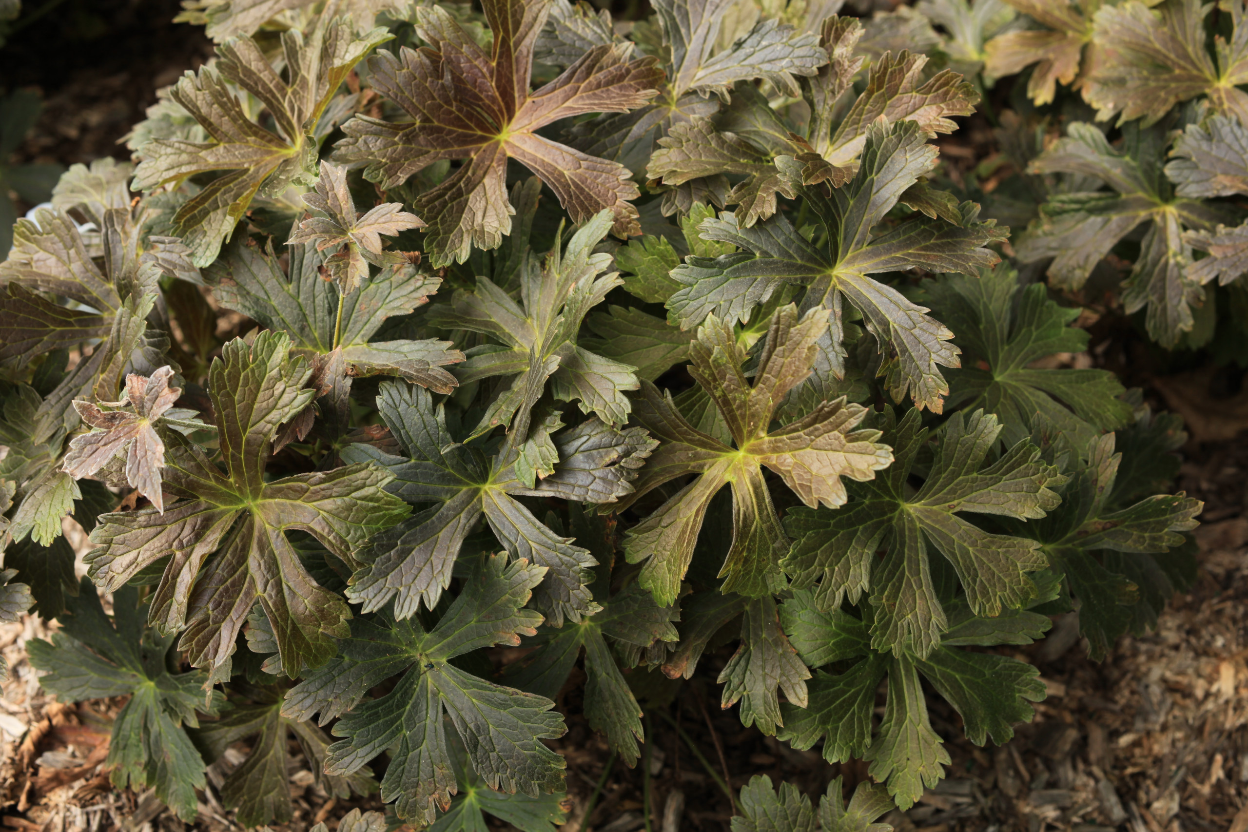 Geranium maculatum ‘Huggy Bear’ – Hortech Inc.