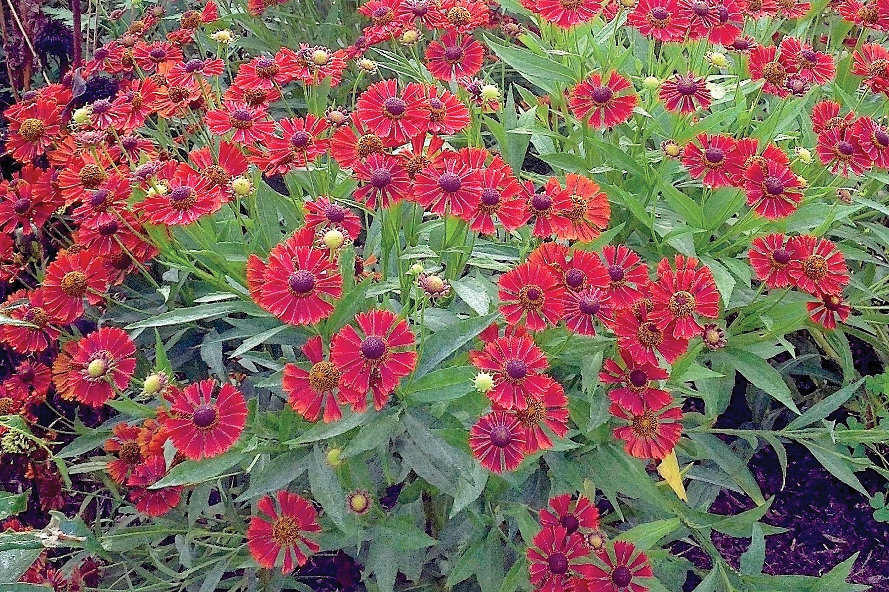 Helenium autumnale Mariachi™ ‘Siesta’ – Hortech Inc.