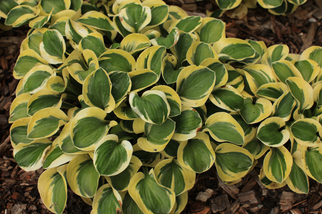 Hosta ‘Holy Mouse Ears’ – Hortech Inc.