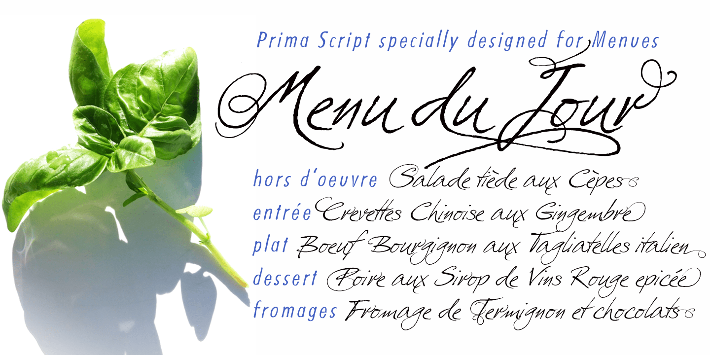 Prima Script Font Family by Wiescher Design | Font Bros
