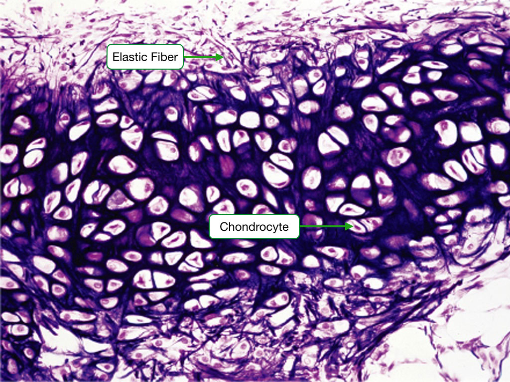 Laboratory Of Structure And Function Of Connective Tissue And Bone 2023 