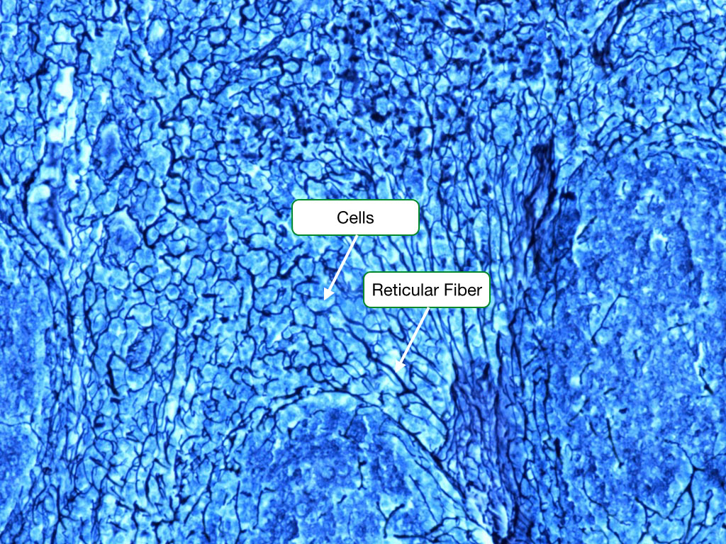 Laboratory Of Structure And Function Of Connective Tissue And Bone 2023 