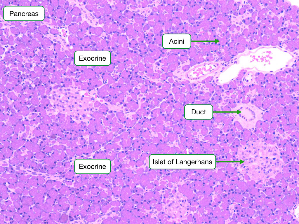 Pancreatic Duct Histology Pancreatic Duct Histology