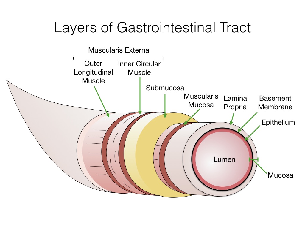 Histology Of The Gi Tract Lab