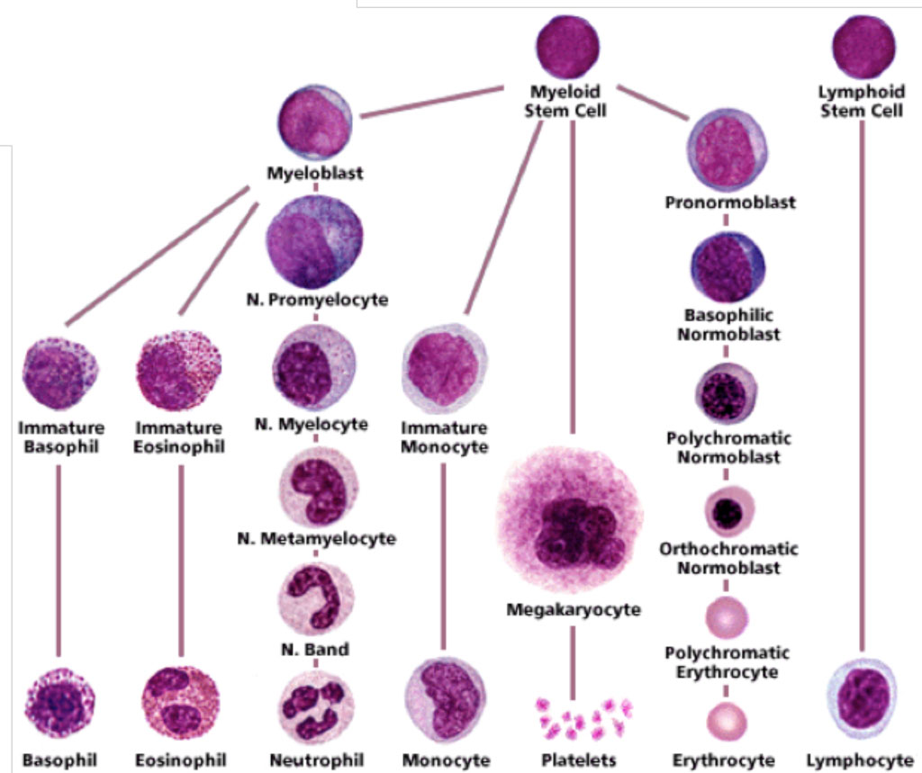Myeloid Cells Lab Myeloid Cells Lab